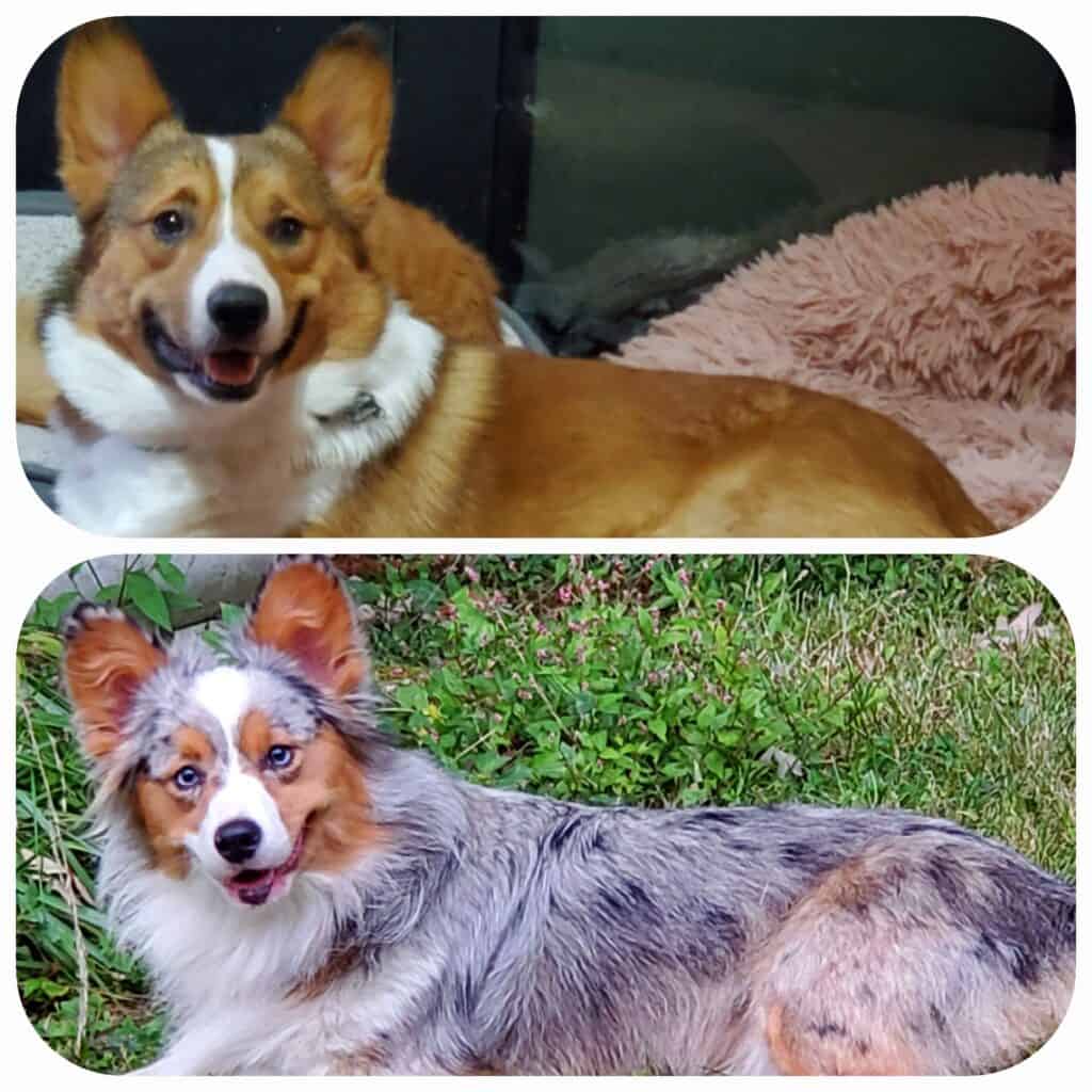 American Corgis For sale in Rome, NY, USA