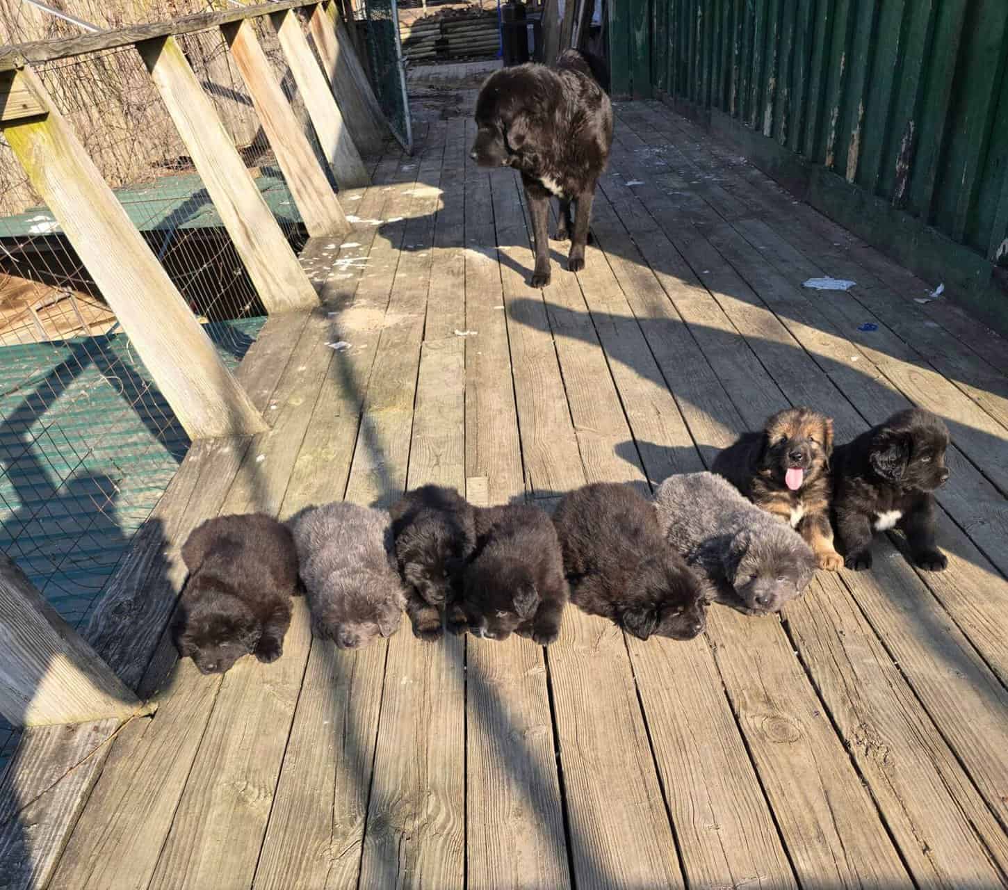 Find Your Perfect Companion: Animals and Pets For Sale