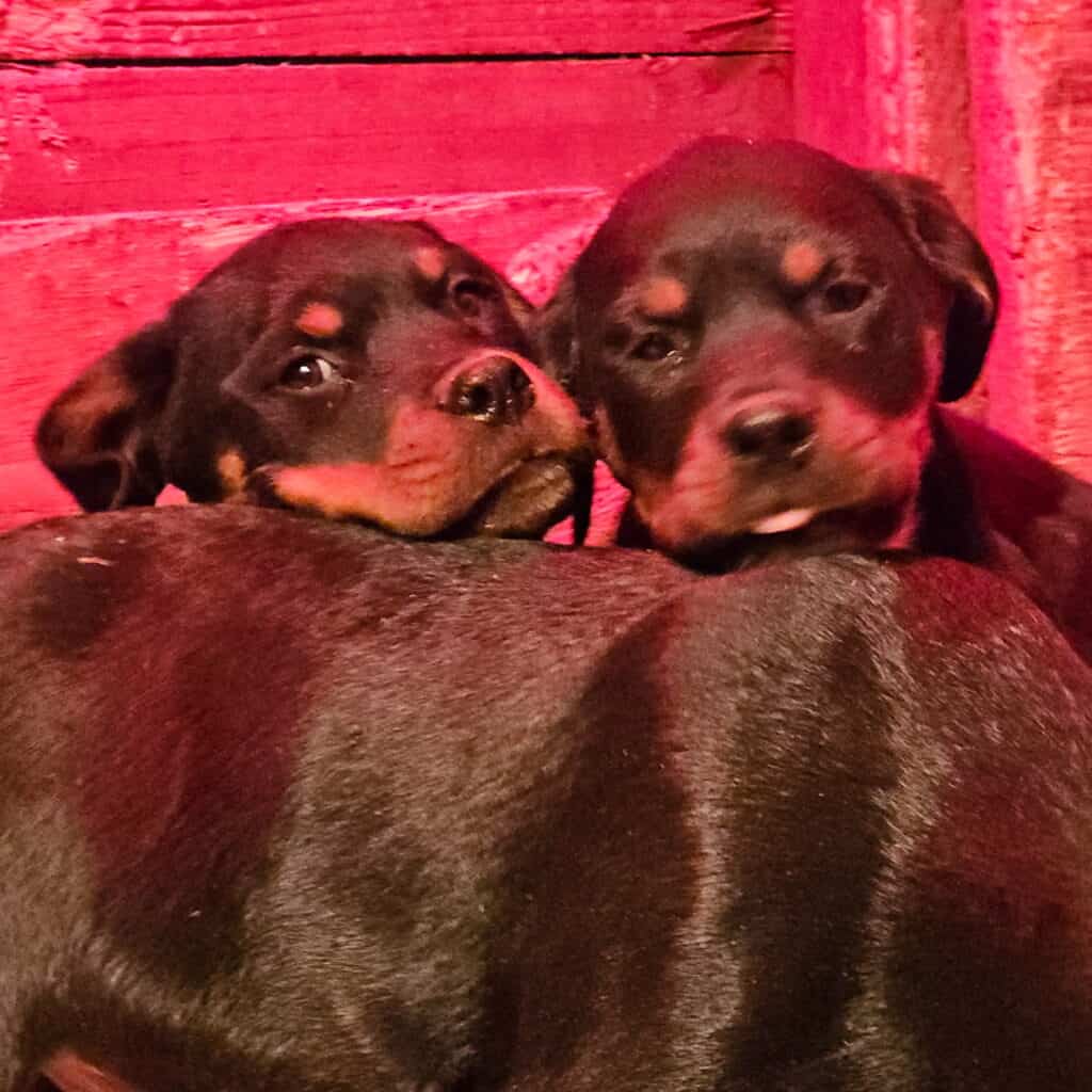 Find Your Perfect Companion: Animals and Pets For Sale