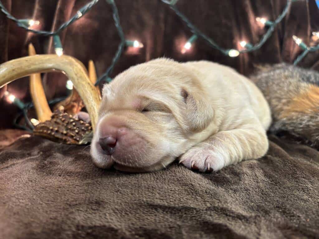 Want Ad Digest - Classified ads Buy or sell Puppies, Cars, and more