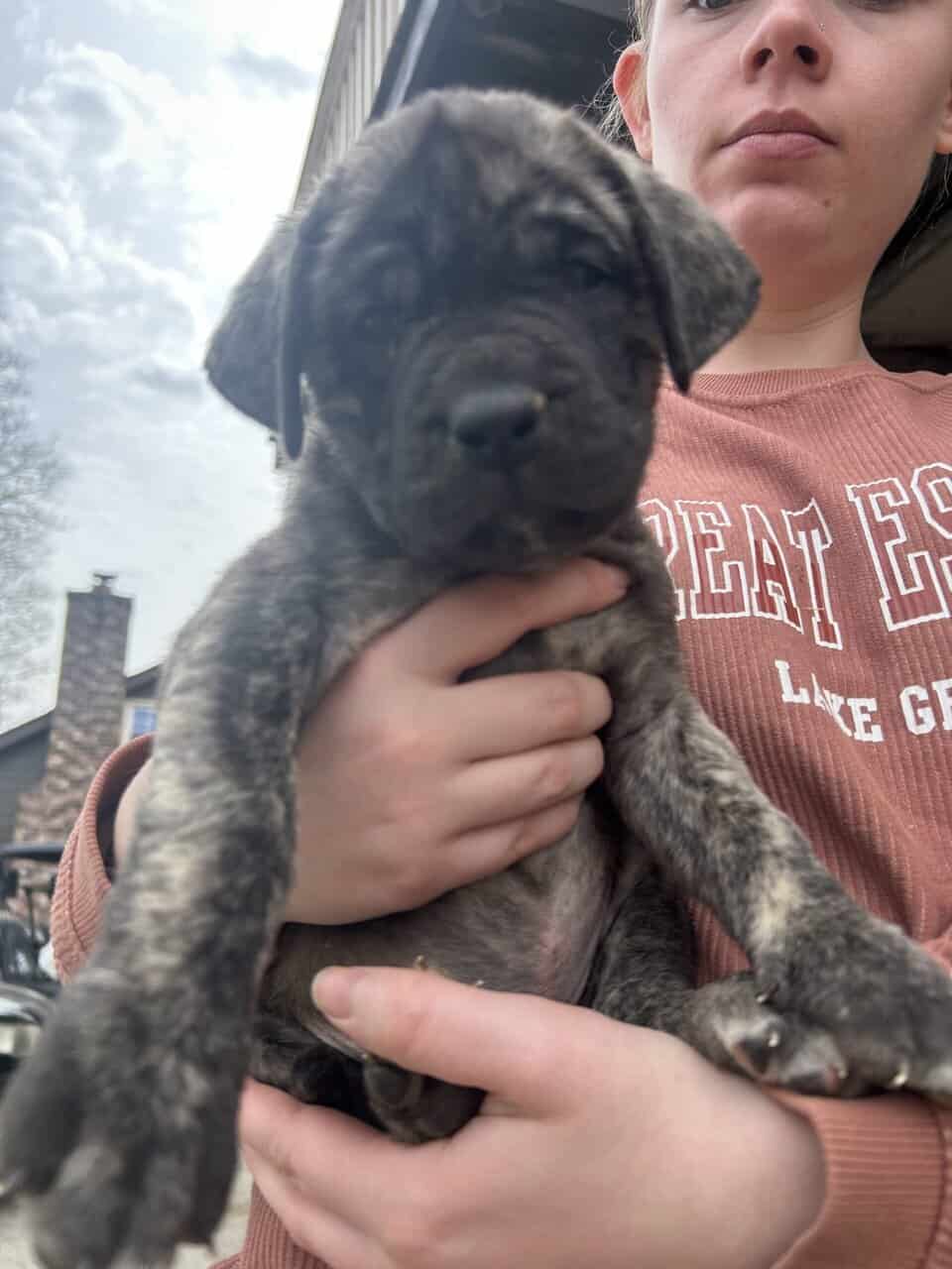 Want Ad Digest - Classified ads Buy or sell Puppies, Cars, and more