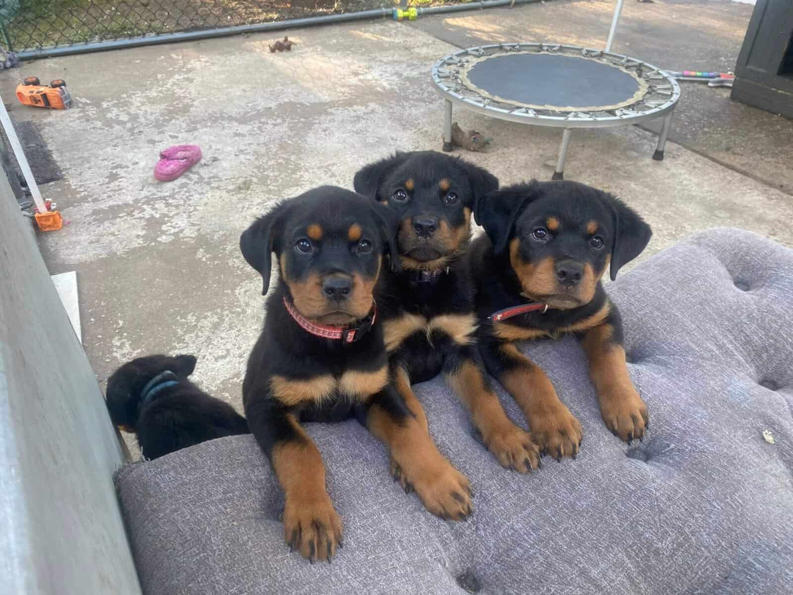 Want Ad Digest - Classified ads Buy or sell Puppies, Cars, and more