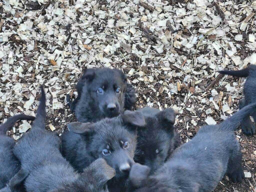 Your New Best Friend Awaits: Puppies for Sale