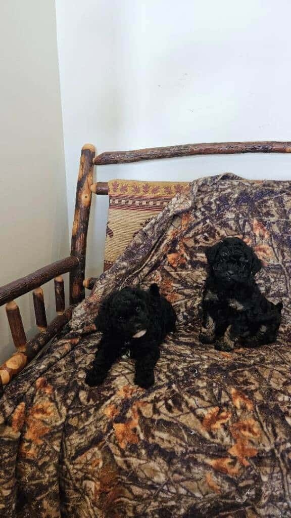 Your New Best Friend Awaits: Puppies for Sale