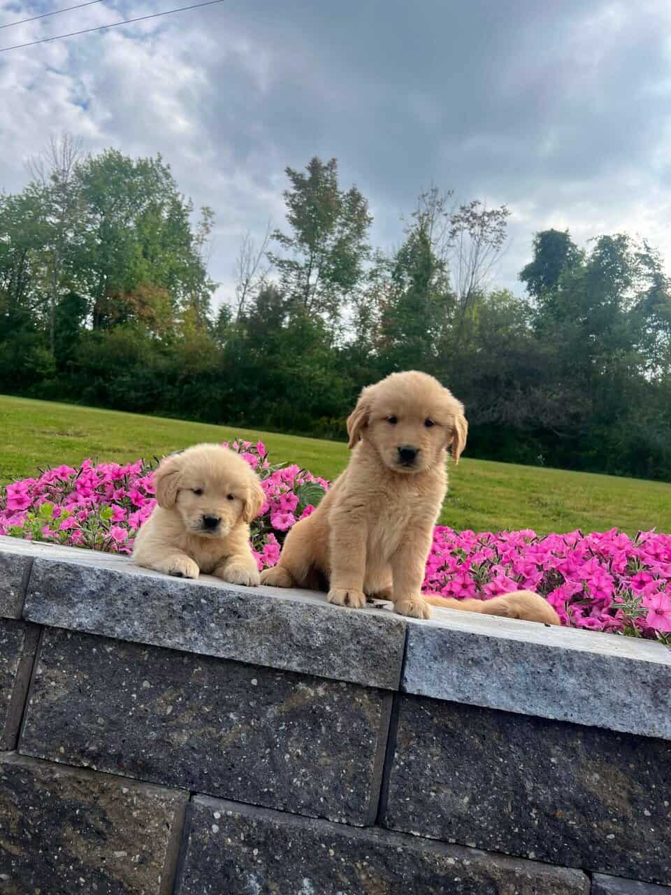 Your New Best Friend Awaits: Puppies for Sale