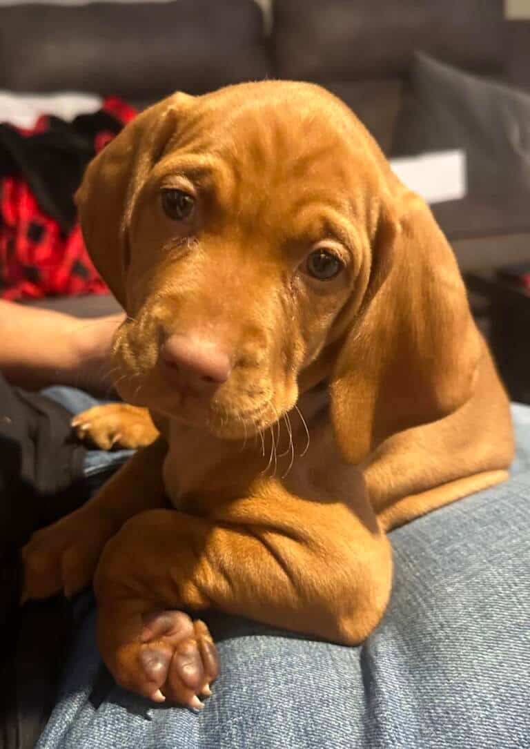 Want Ad Digest - Classified ads Buy or sell Puppies, Cars, and more