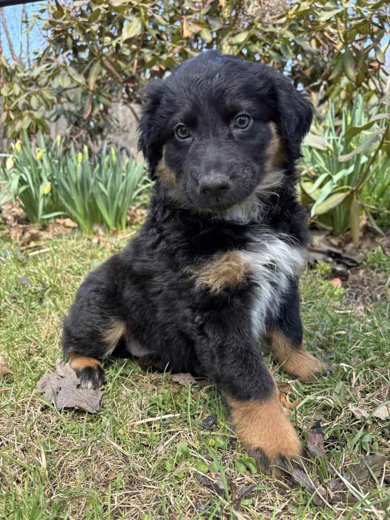 Find Your Perfect Companion: Animals and Pets For Sale