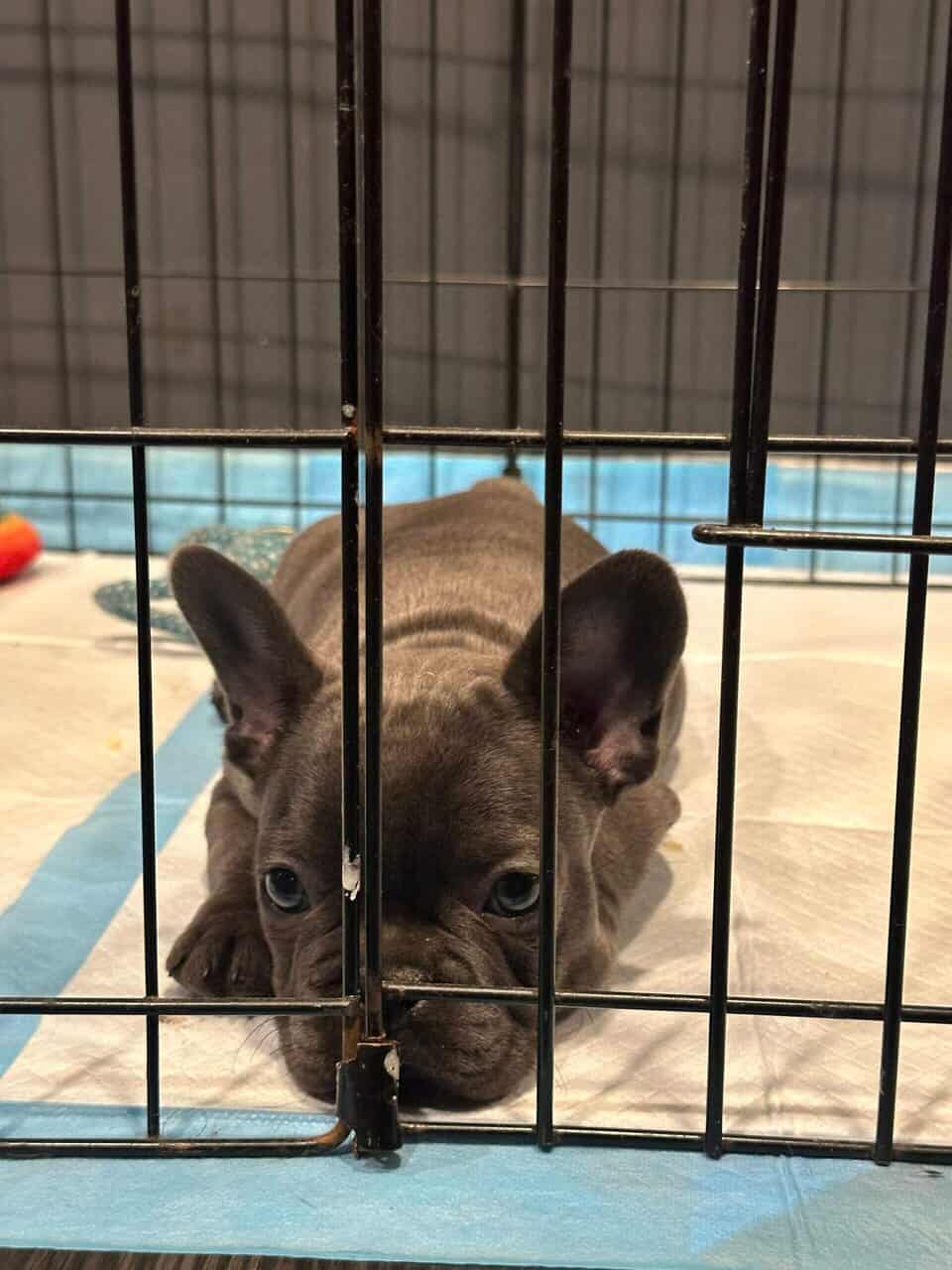 Want Ad Digest - Classified ads Buy or sell Puppies, Cars, and more