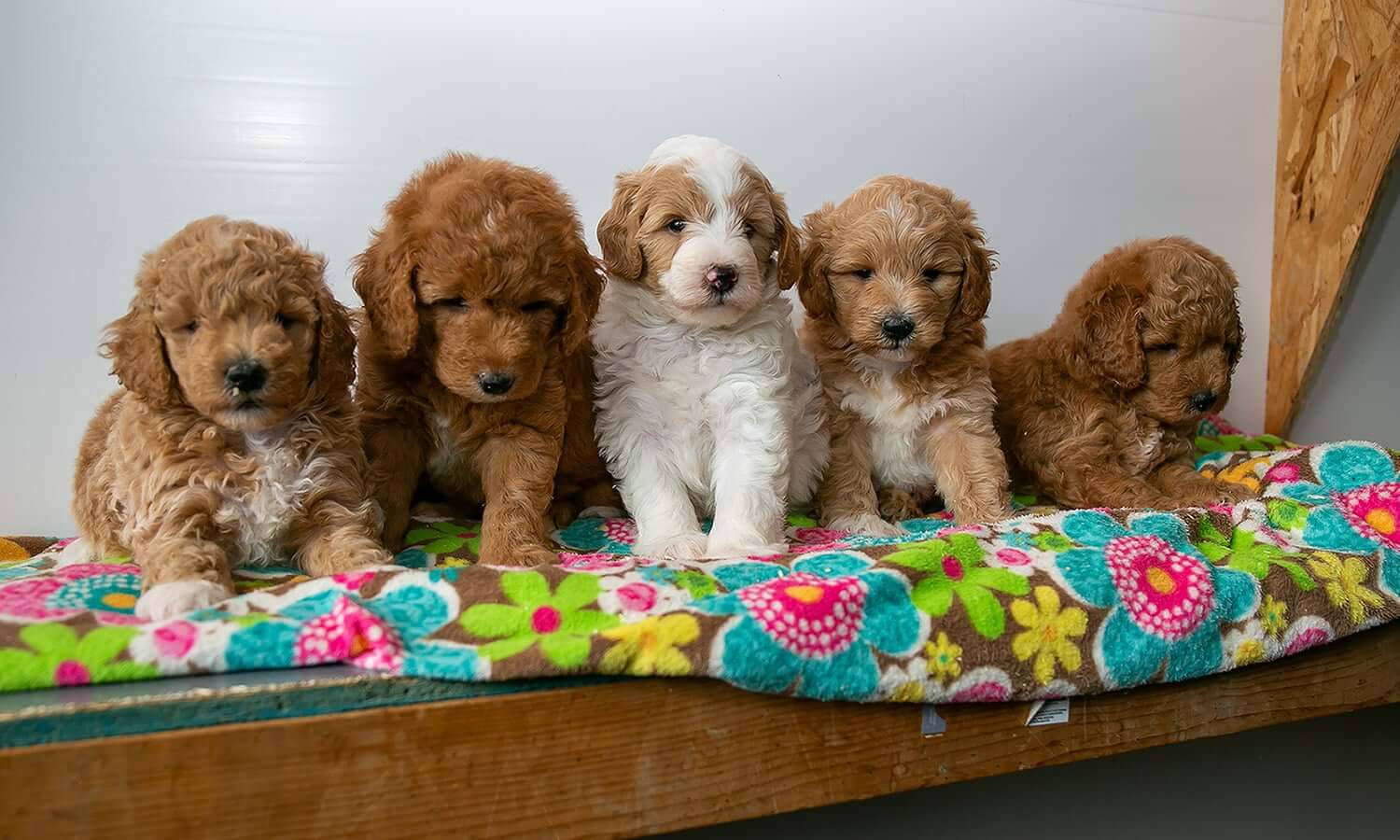 Ragdoll Kittens for Sale: Your Perfect Feline Companion