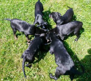 Your New Best Friend Awaits: Puppies for Sale