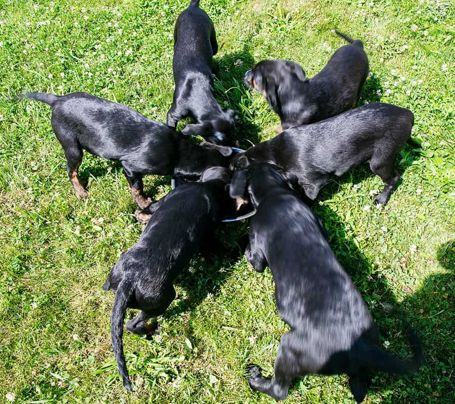 Want Ad Digest - Classified ads Buy or sell Puppies, Cars, and more