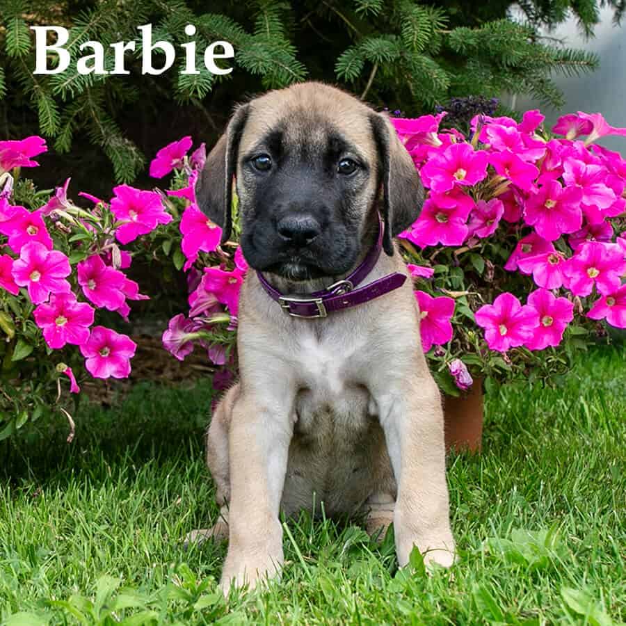 Dachshund Puppies for Sale: Your Next Furry Family Member