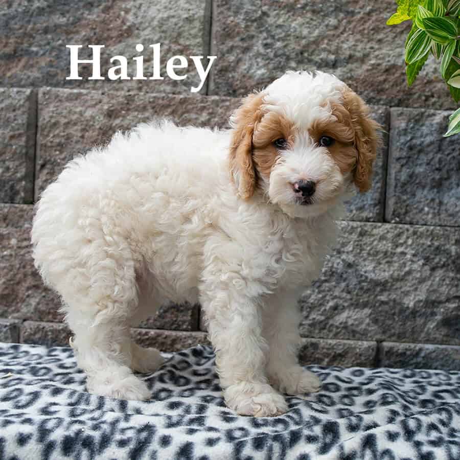 Goldendoodle Puppies For Sale: Your Source for Quality Pets