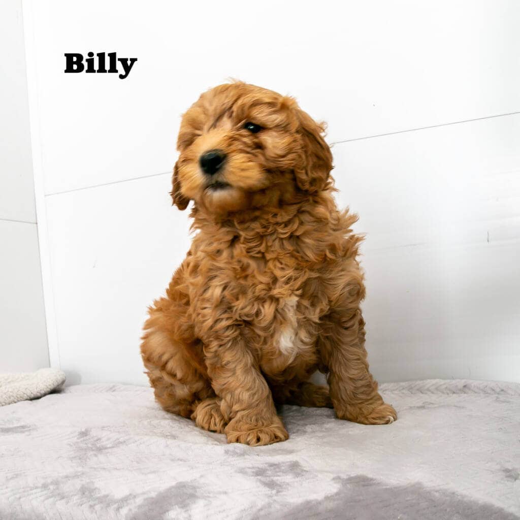 Goldendoodle Puppies For Sale: Your Source for Quality Pets