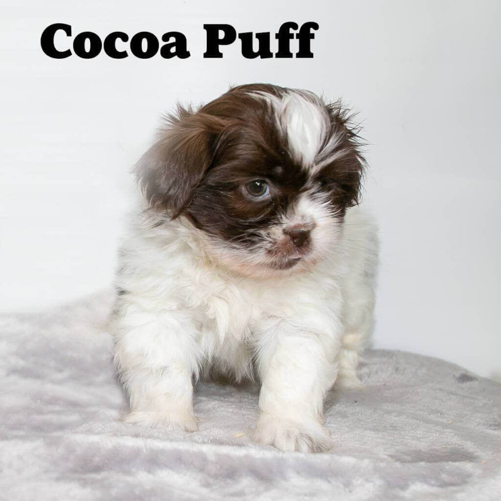Your New Best Friend Awaits: Puppies for Sale