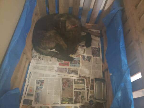 Want Ad Digest - Classified ads Buy or sell Puppies, Cars, and more