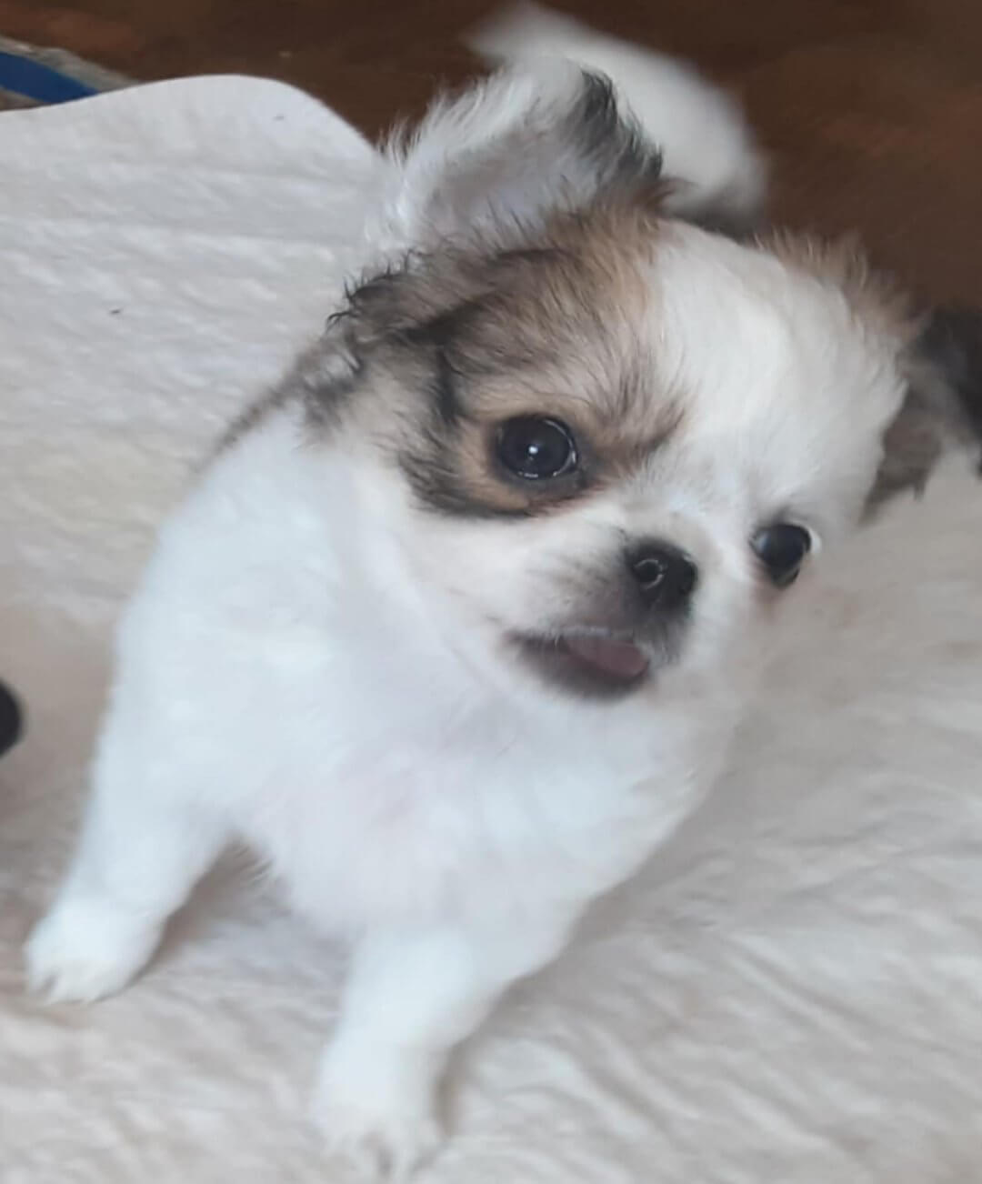 Your New Best Friend Awaits: Puppies for Sale