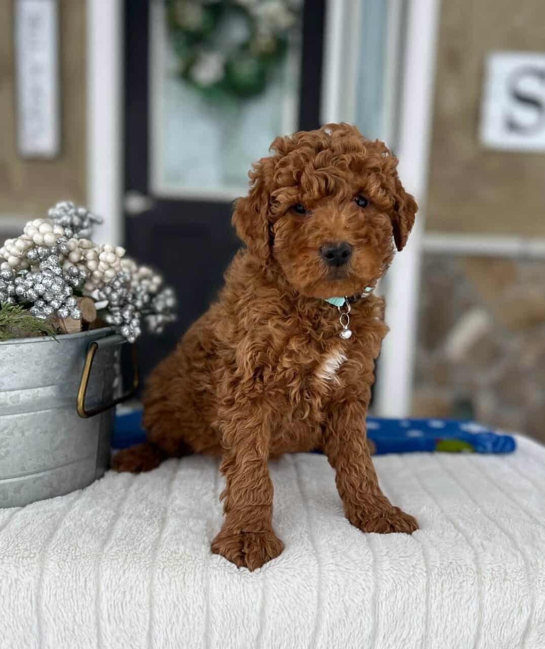 Want Ad Digest - Classified ads Buy or sell Puppies, Cars, and more