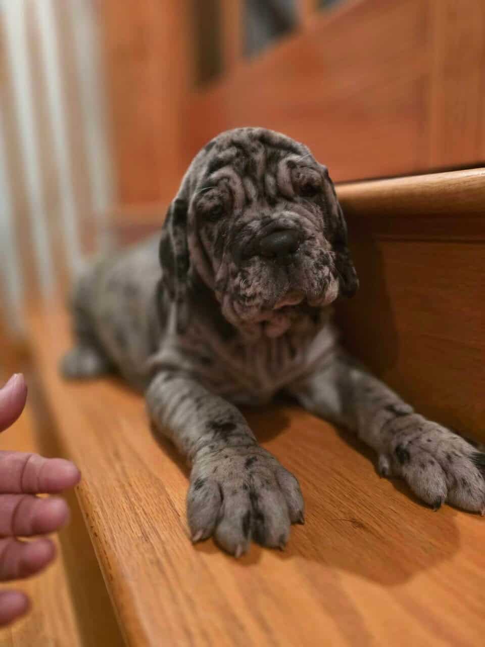 Want Ad Digest - Classified ads Buy or sell Puppies, Cars, and more