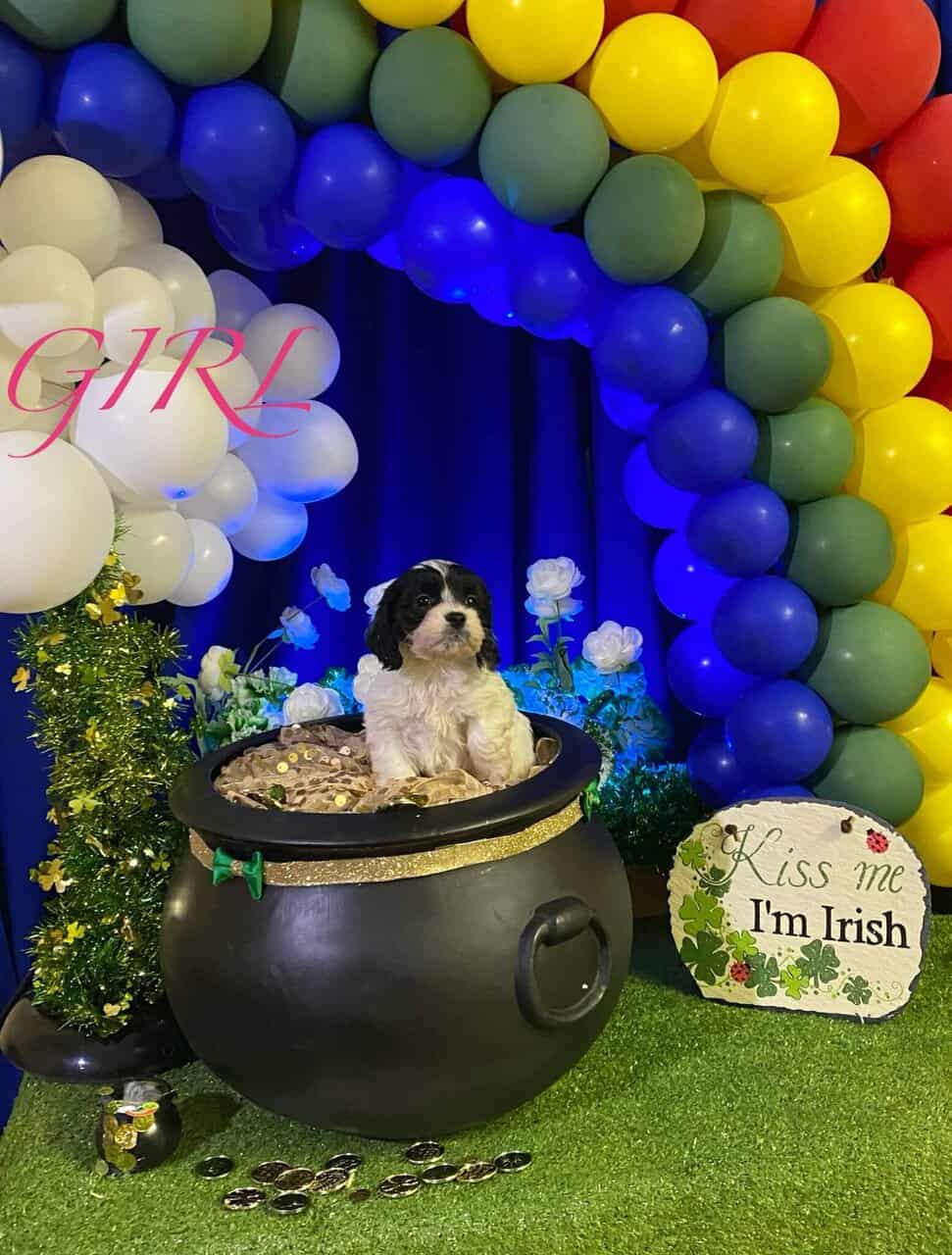 Find Your Perfect Companion: Animals and Pets For Sale