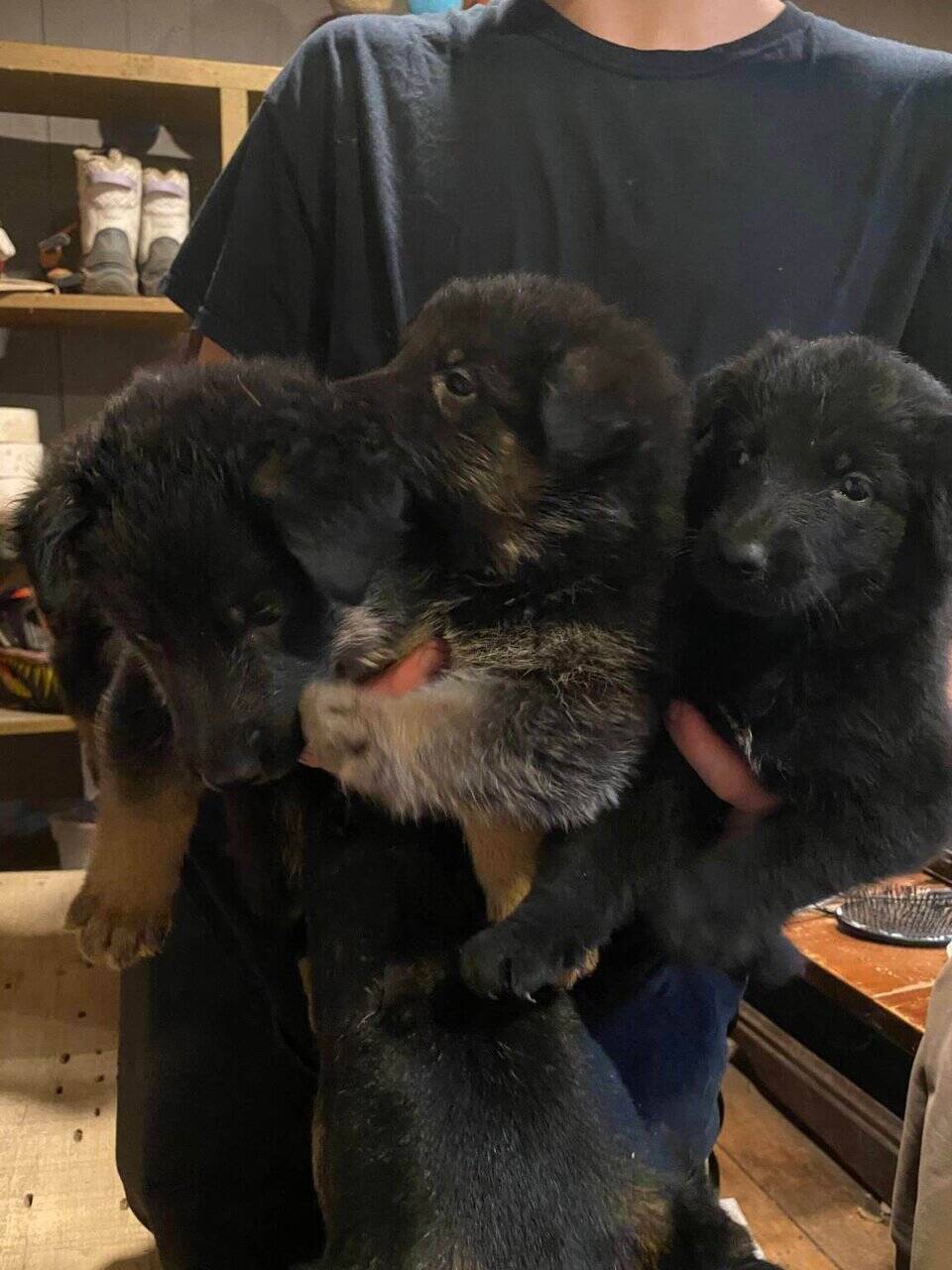 Want Ad Digest - Classified ads Buy or sell Puppies, Cars, and more