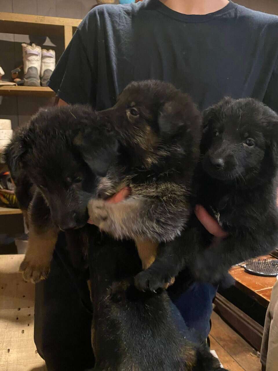 Want Ad Digest - Classified ads Buy or sell Puppies, Cars, and more