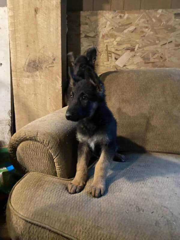 Want Ad Digest - Classified ads Buy or sell Puppies, Cars, and more