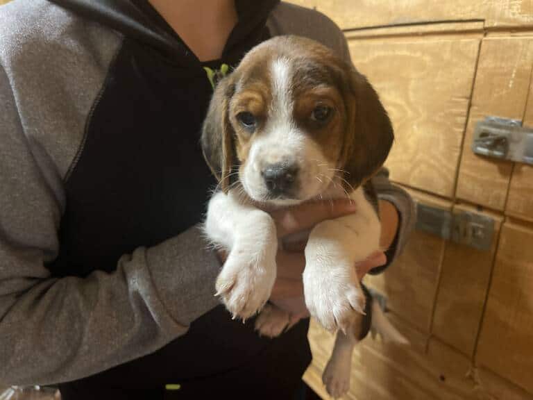 Want Ad Digest - Classified ads Buy or sell Puppies, Cars, and more