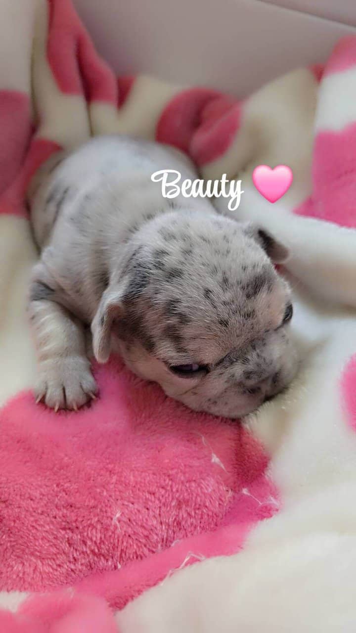 Want Ad Digest - Classified ads Buy or sell Puppies, Cars, and more