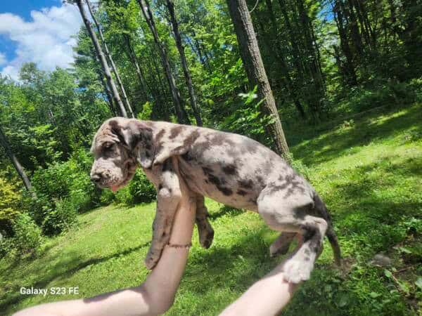 Want Ad Digest - Classified ads Buy or sell Puppies, Cars, and more
