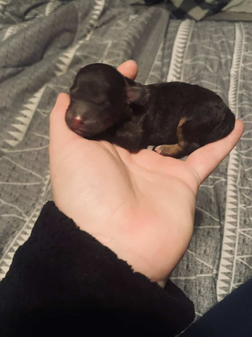 Want Ad Digest - Classified ads Buy or sell Puppies, Cars, and more