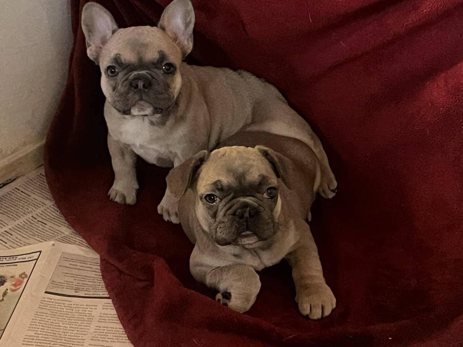 Want Ad Digest - Classified ads Buy or sell Puppies, Cars, and more