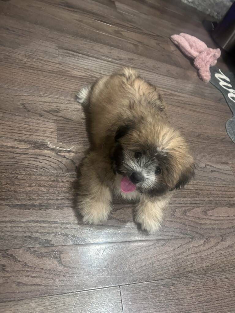 Your New Best Friend Awaits: Puppies for Sale