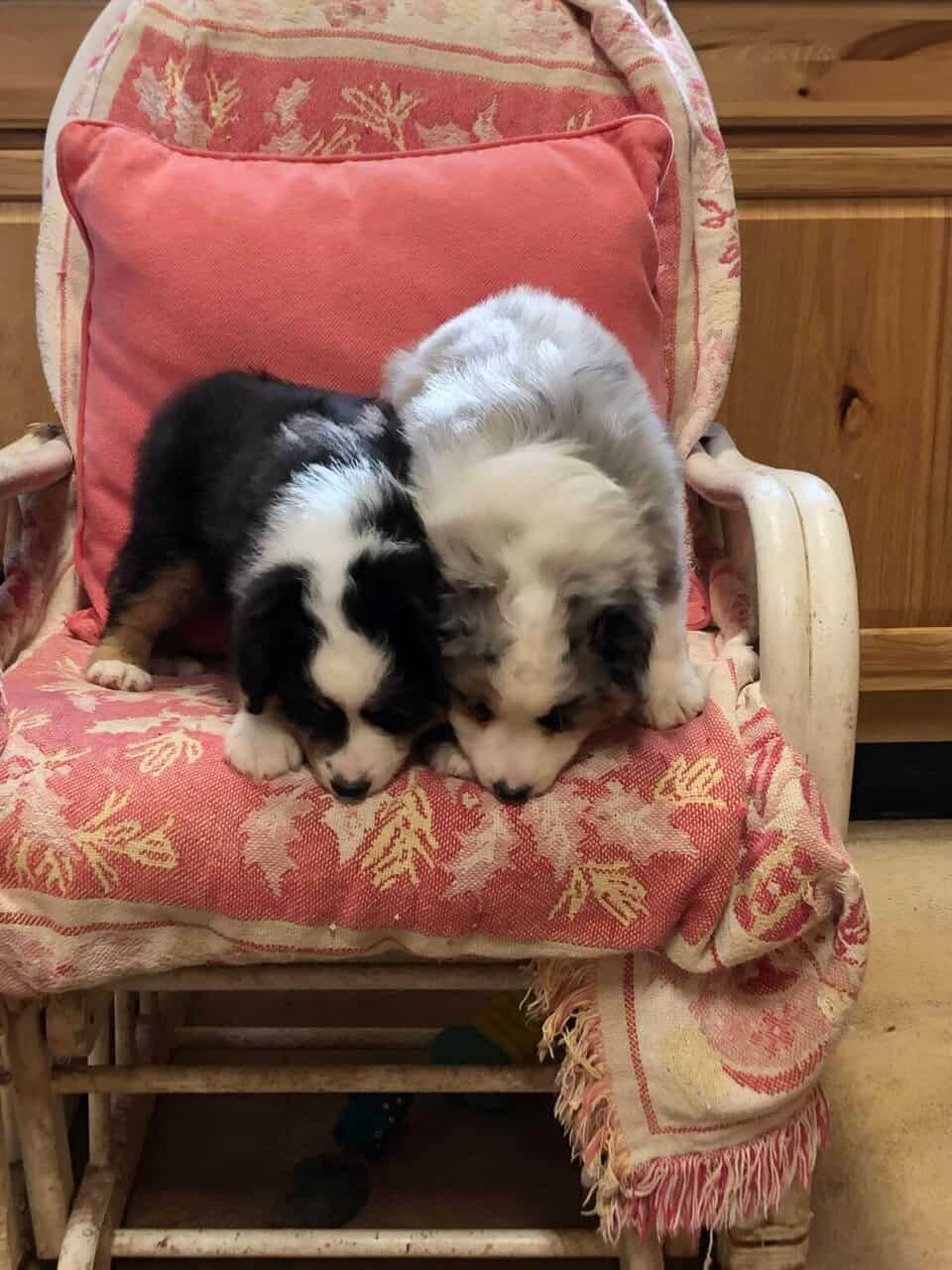 Want Ad Digest - Classified ads Buy or sell Puppies, Cars, and more