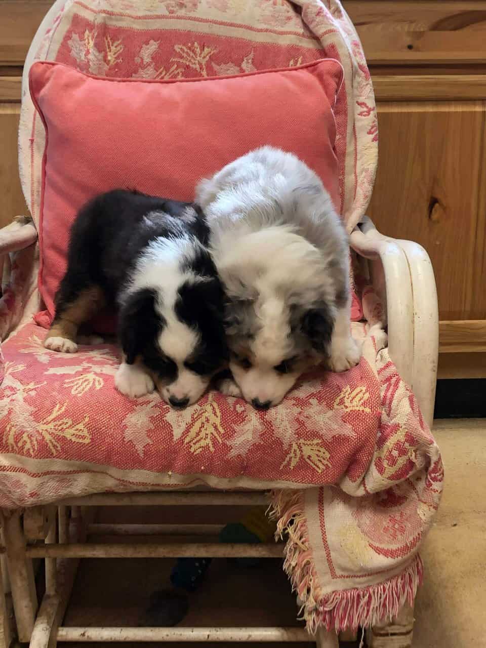 Want Ad Digest - Classified ads Buy or sell Puppies, Cars, and more