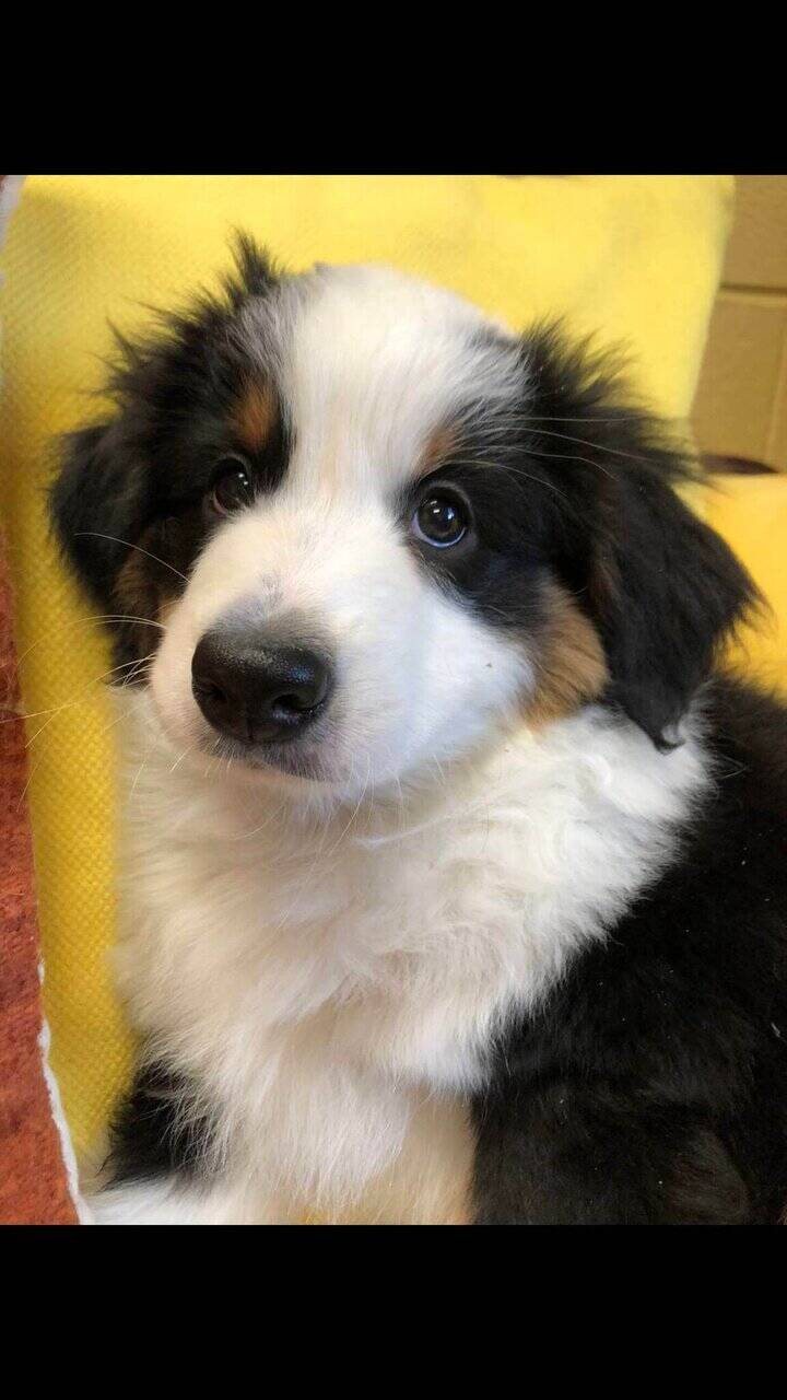 Want Ad Digest - Classified ads Buy or sell Puppies, Cars, and more