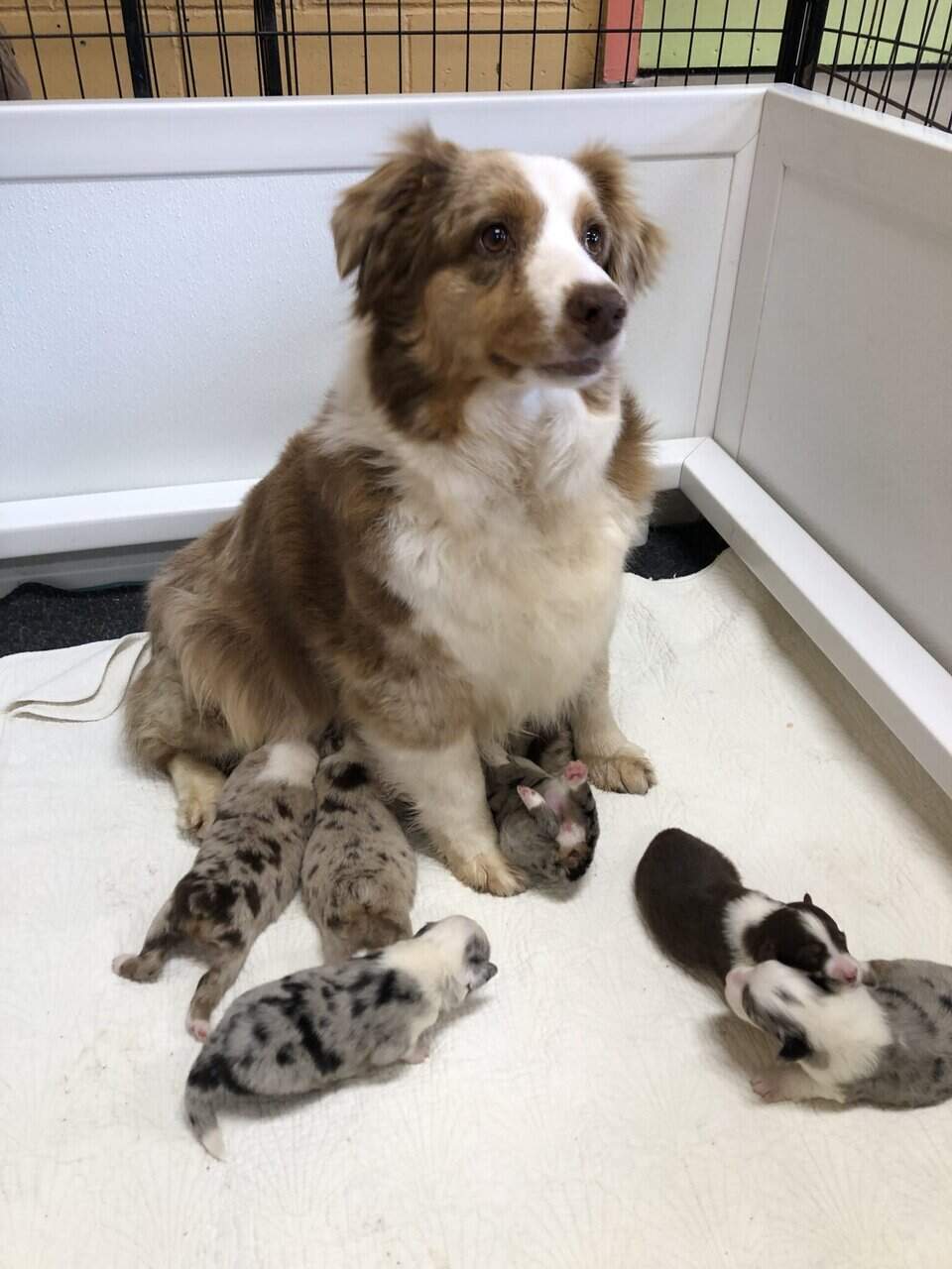Your New Best Friend Awaits: Puppies for Sale