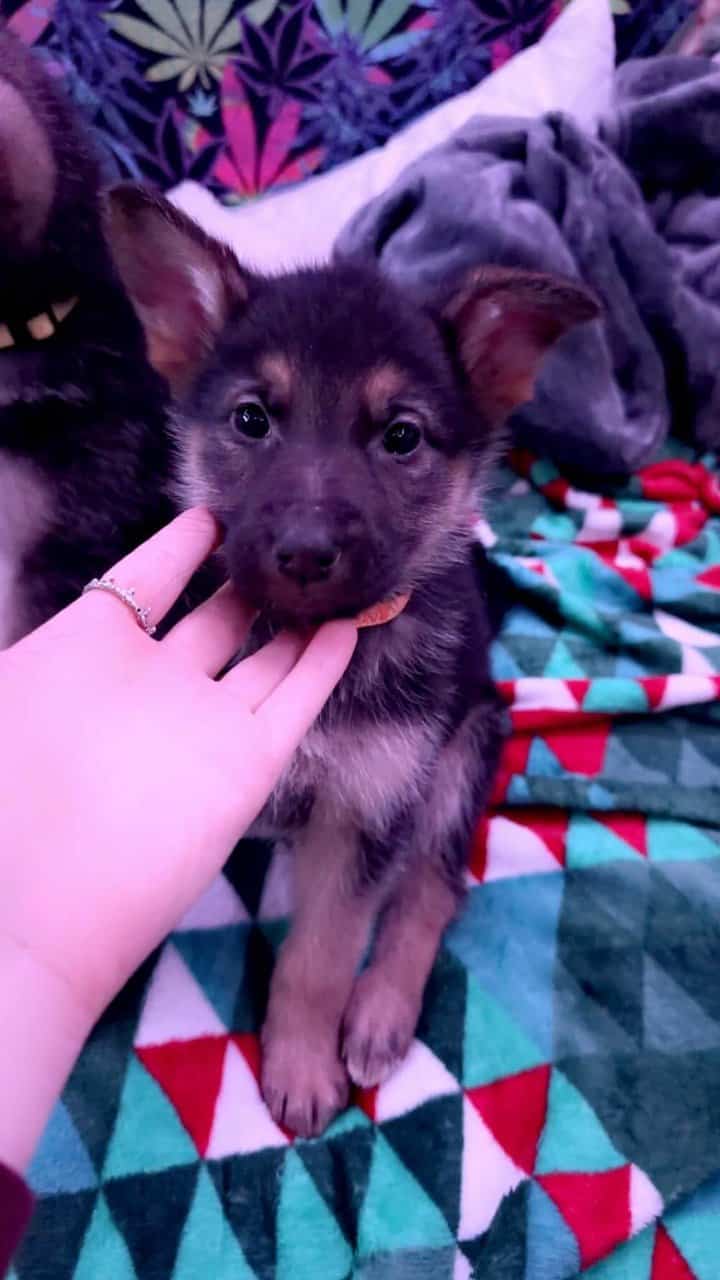 Want Ad Digest - Classified ads Buy or sell Puppies, Cars, and more