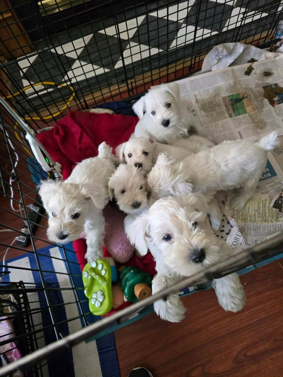 Your New Best Friend Awaits: Puppies for Sale