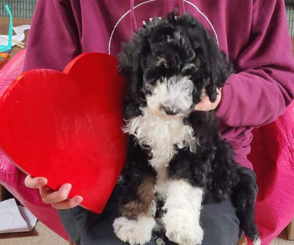 Want Ad Digest - Classified ads Buy or sell Puppies, Cars, and more