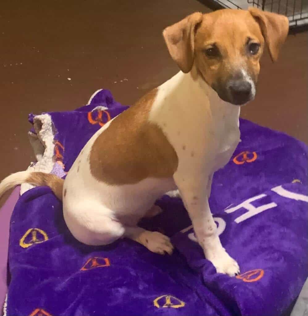 Your New Best Friend Awaits: Puppies for Sale