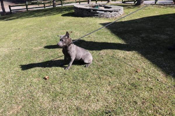 Want Ad Digest - Classified ads Buy or sell Puppies, Cars, and more