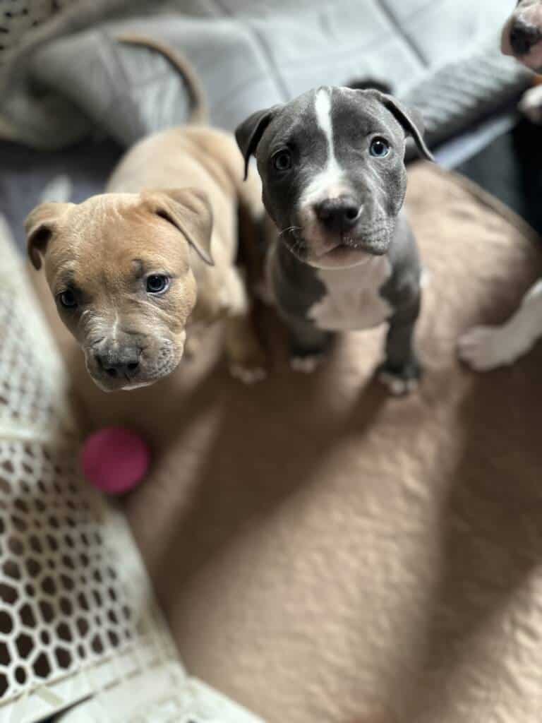 Your New Best Friend Awaits: Puppies for Sale