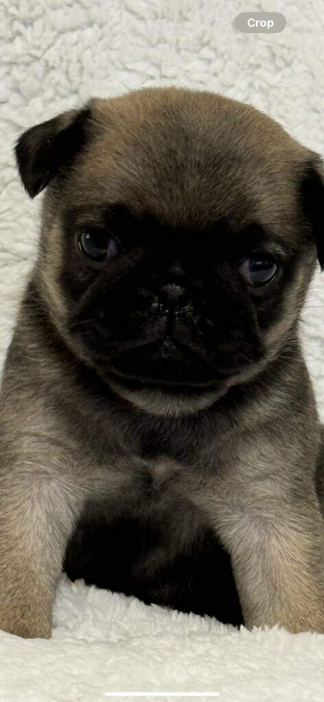 Find Your Perfect Pug Companion: Pug Puppies For Sale