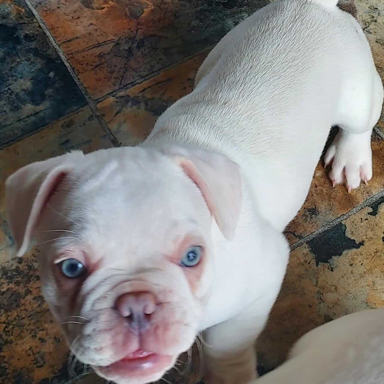 Find Your Perfect Companion: Animals and Pets For Sale