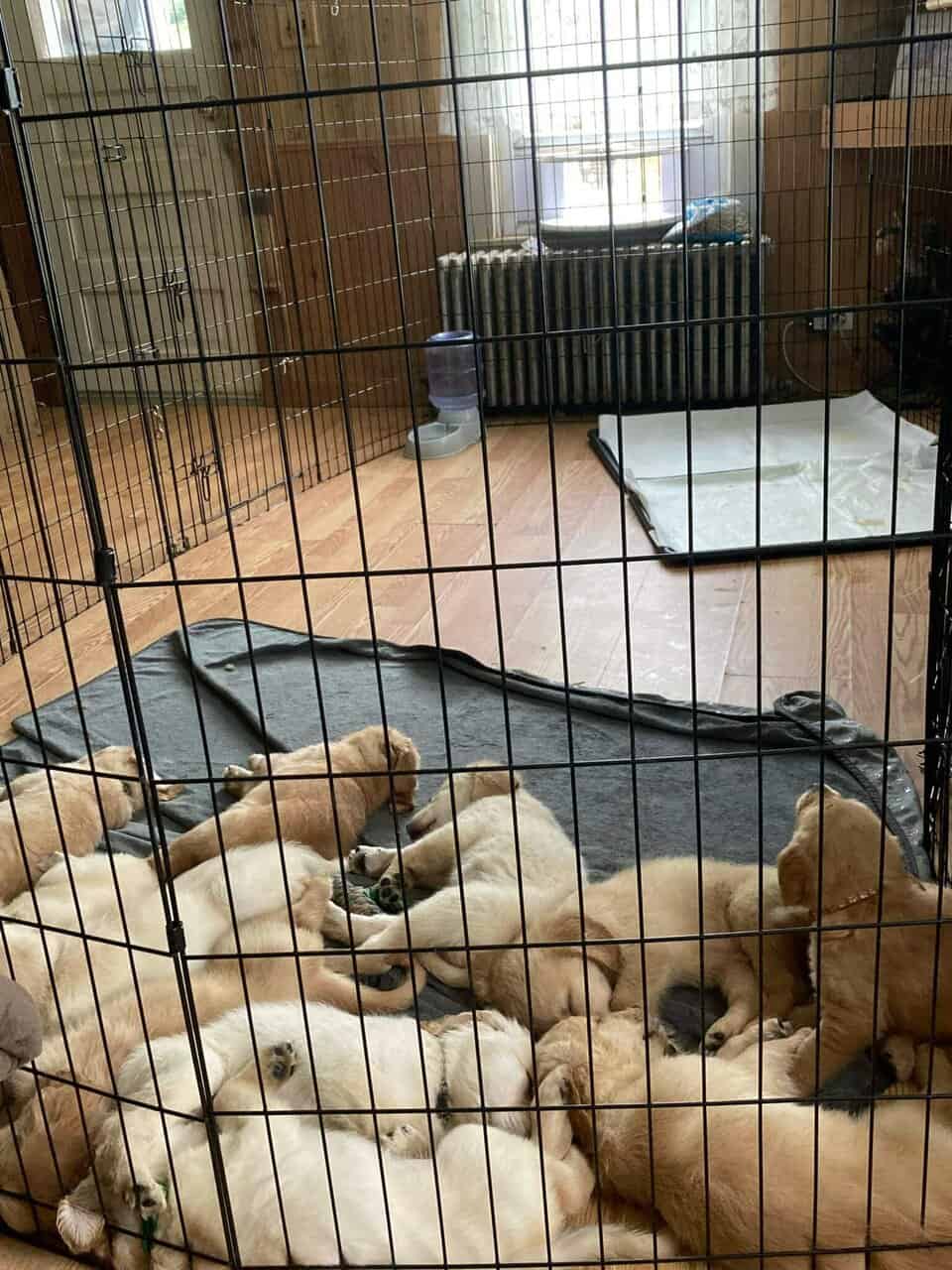 Want Ad Digest - Classified ads Buy or sell Puppies, Cars, and more