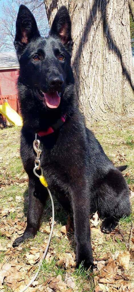 Want Ad Digest - Classified ads Buy or sell Puppies, Cars, and more