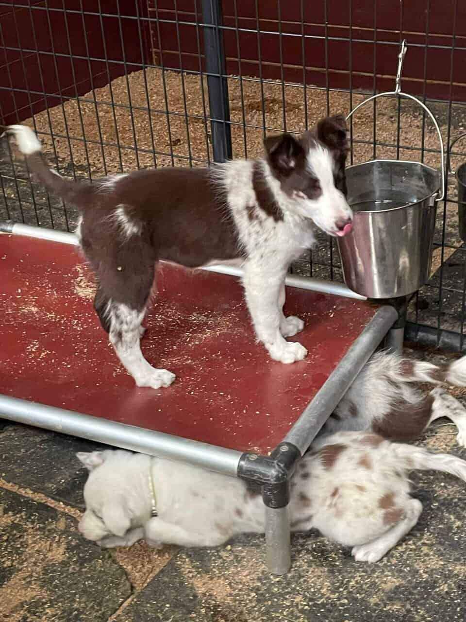 Your New Best Friend Awaits: Puppies for Sale