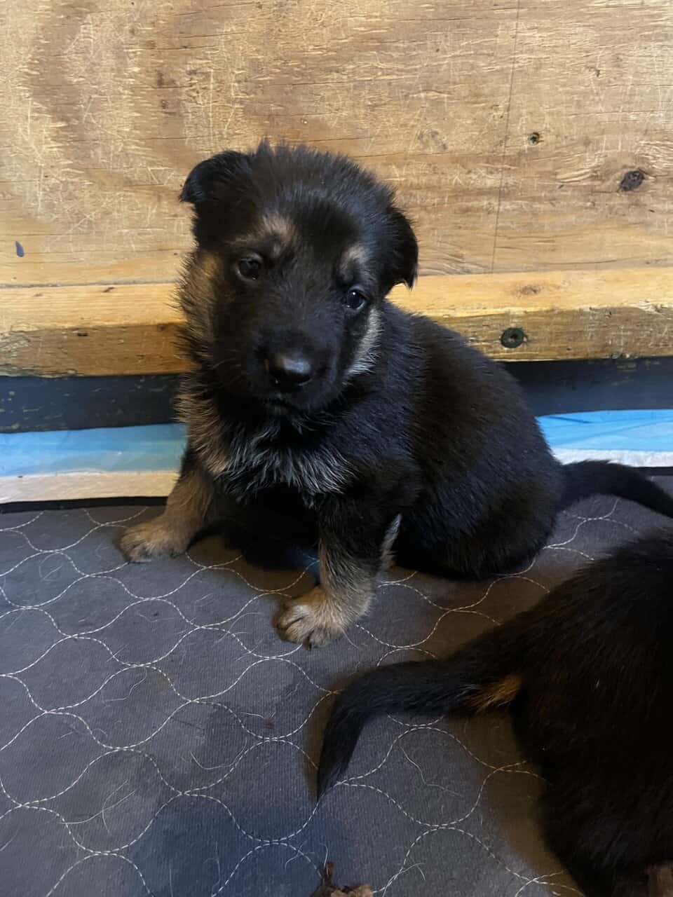 Want Ad Digest - Classified ads Buy or sell Puppies, Cars, and more