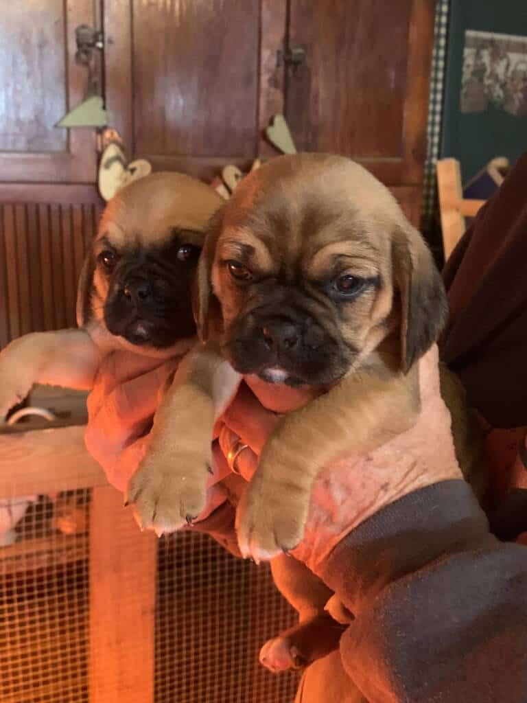 Want Ad Digest - Classified ads Buy or sell Puppies, Cars, and more